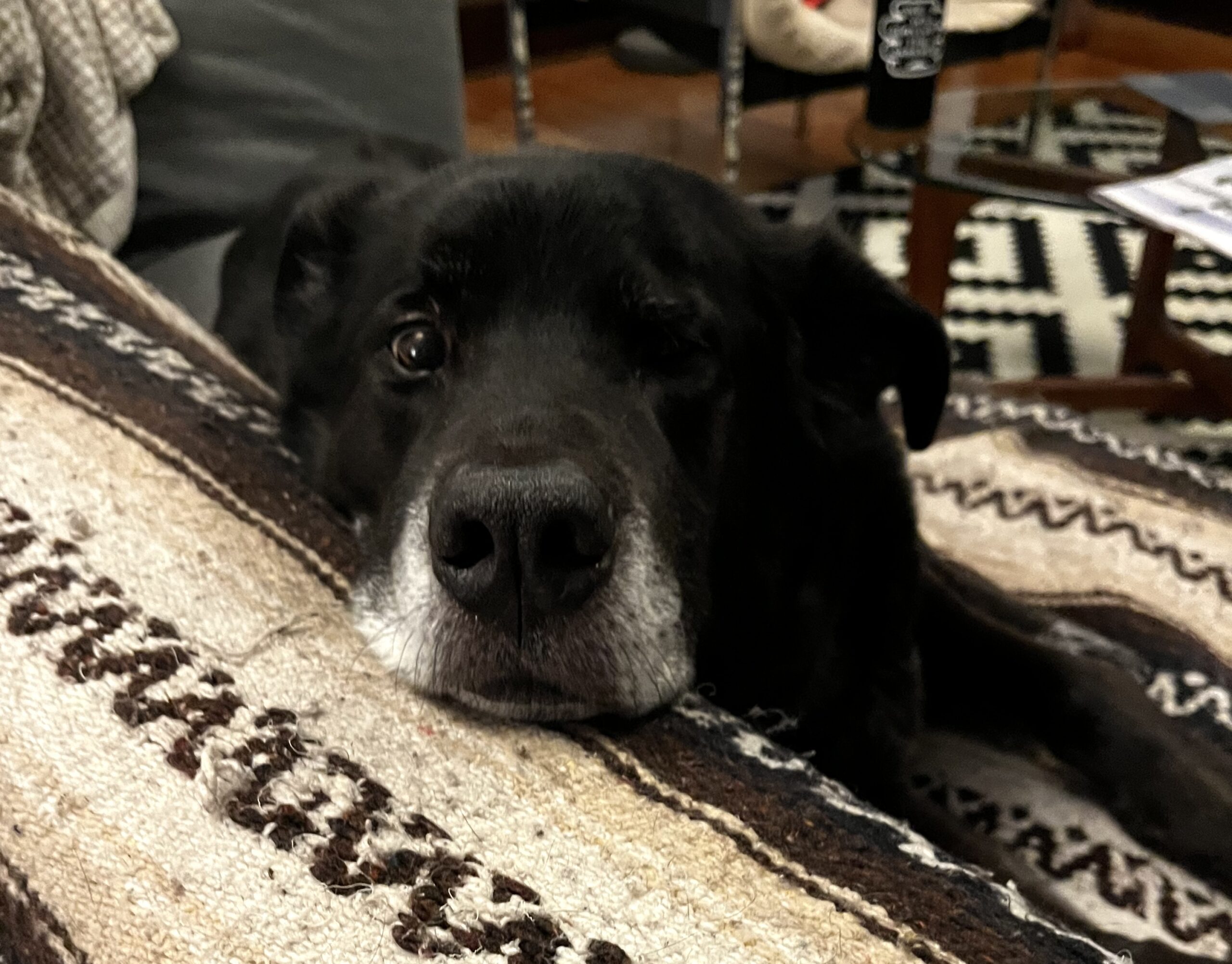 Dog is God - jacquelinemccormick.com